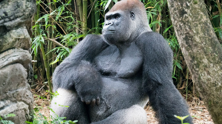 This Harambe-Shaped Cheeto Has Sold For An Insane Amount Of Cash ...