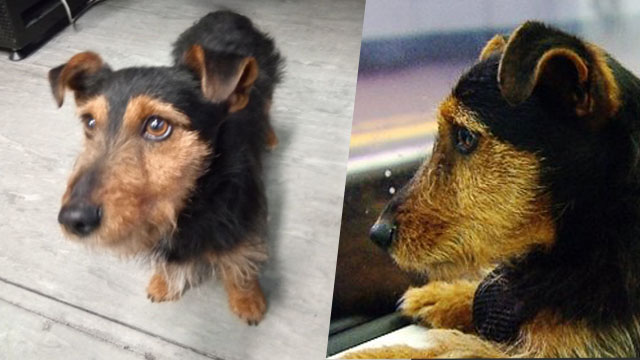 I Shitzu You Not, Several People Come Forward To Claim Hamish The Dog ...