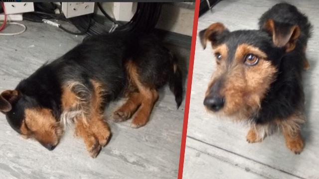 Hamish's Owners Have Been Found, Concluding The Most Irish Story Ever ...