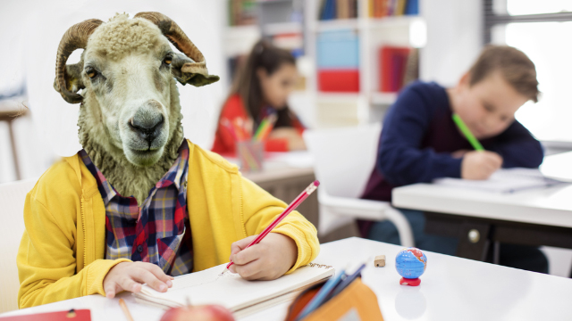 Rural School Enrolls 15 Sheep To Help Bulk Up Pupil Numbers ...